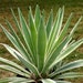 XL Agave Angustifolia Variegated, Caribbean Agave, Espadilla, Tepemete ...