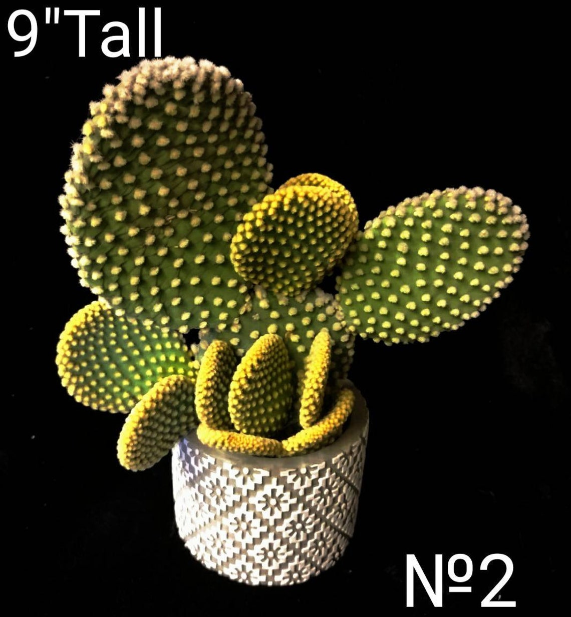 Opuntia Microdasys Rufida, Angel Wings, Bunny Ear Cactus Plant , in a ...