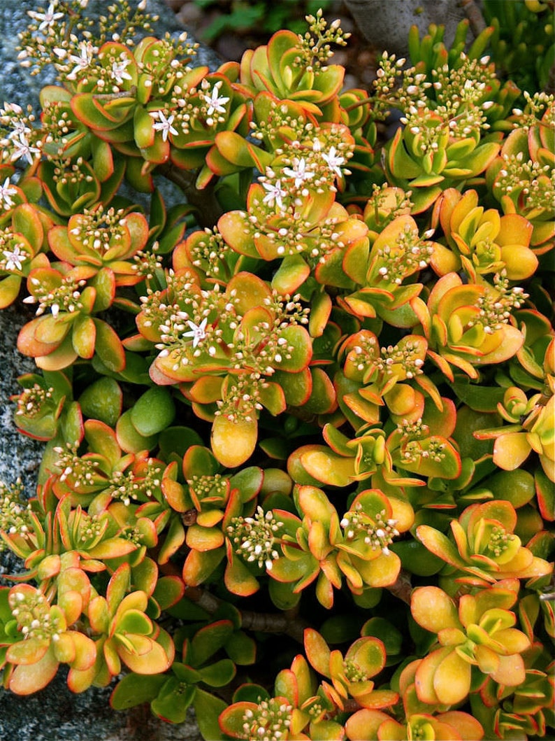 Yellow HUMMEL JADE Succulent Cutting, Crassula Ovata Hummel's Sunset ...