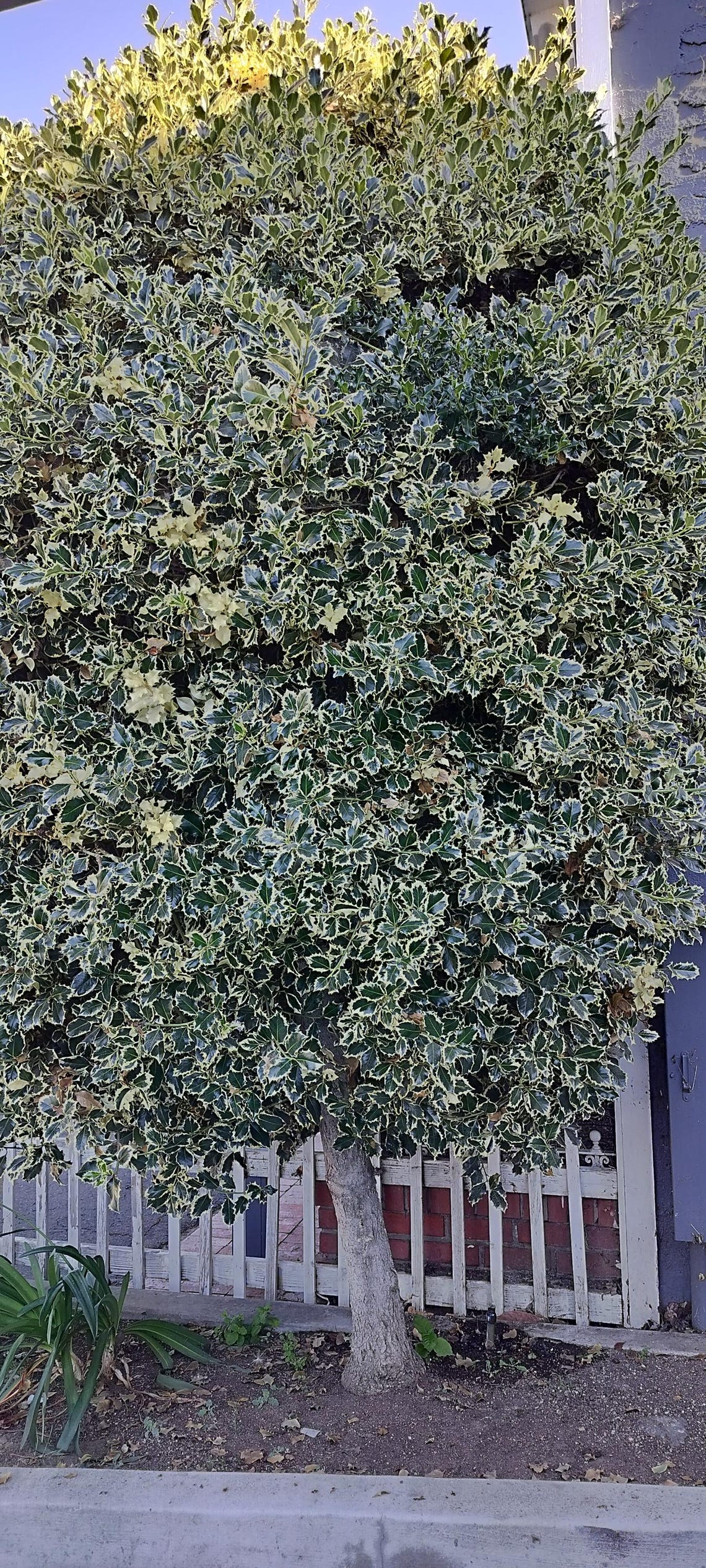 Cuttings of Silver Queen Variegated Holly English Oak Ilex Aquifolium ...