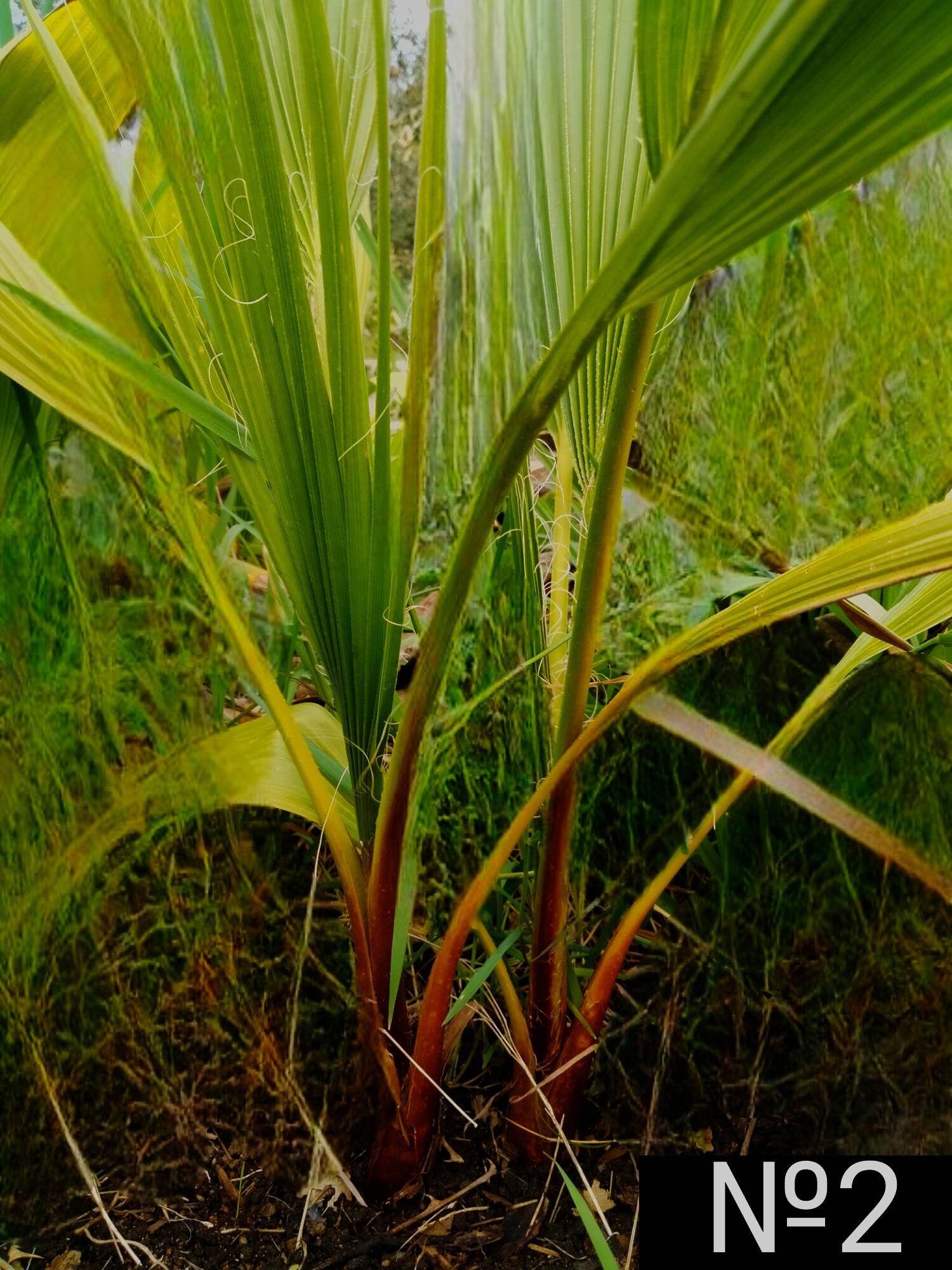 Washingtonia Robusta, Mexican Fan Palm, the Skyduster Palm, Fast ...