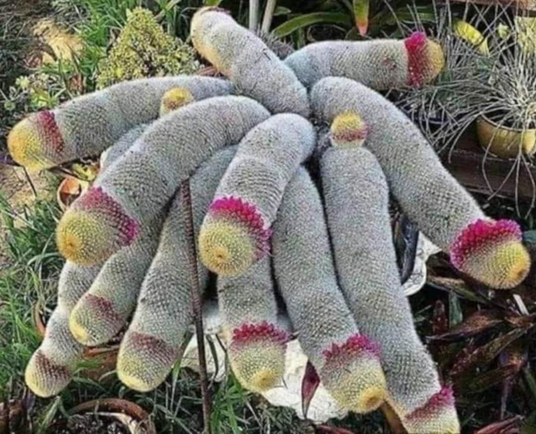 Thumb Cactus Mammillaria Matudae. USDA Zone 9. - Etsy