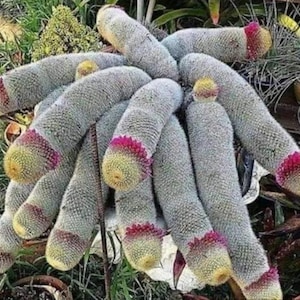 Thumb Cactus Mammillaria Matudae. USDA Zone 9. - Etsy