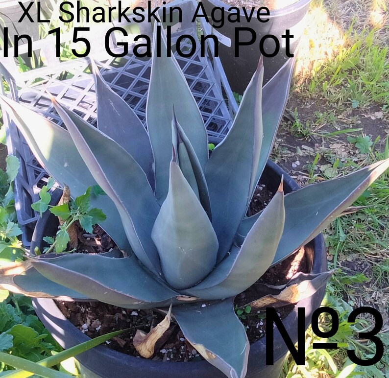 XL Sharkskin Agave, Have the Texture of Shark Skin, Leathery, Thick ...