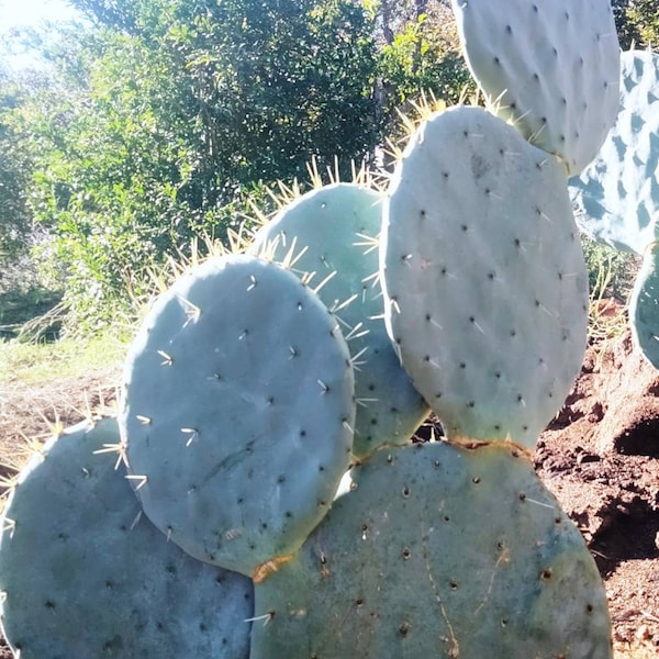 Silver Cactus - Etsy