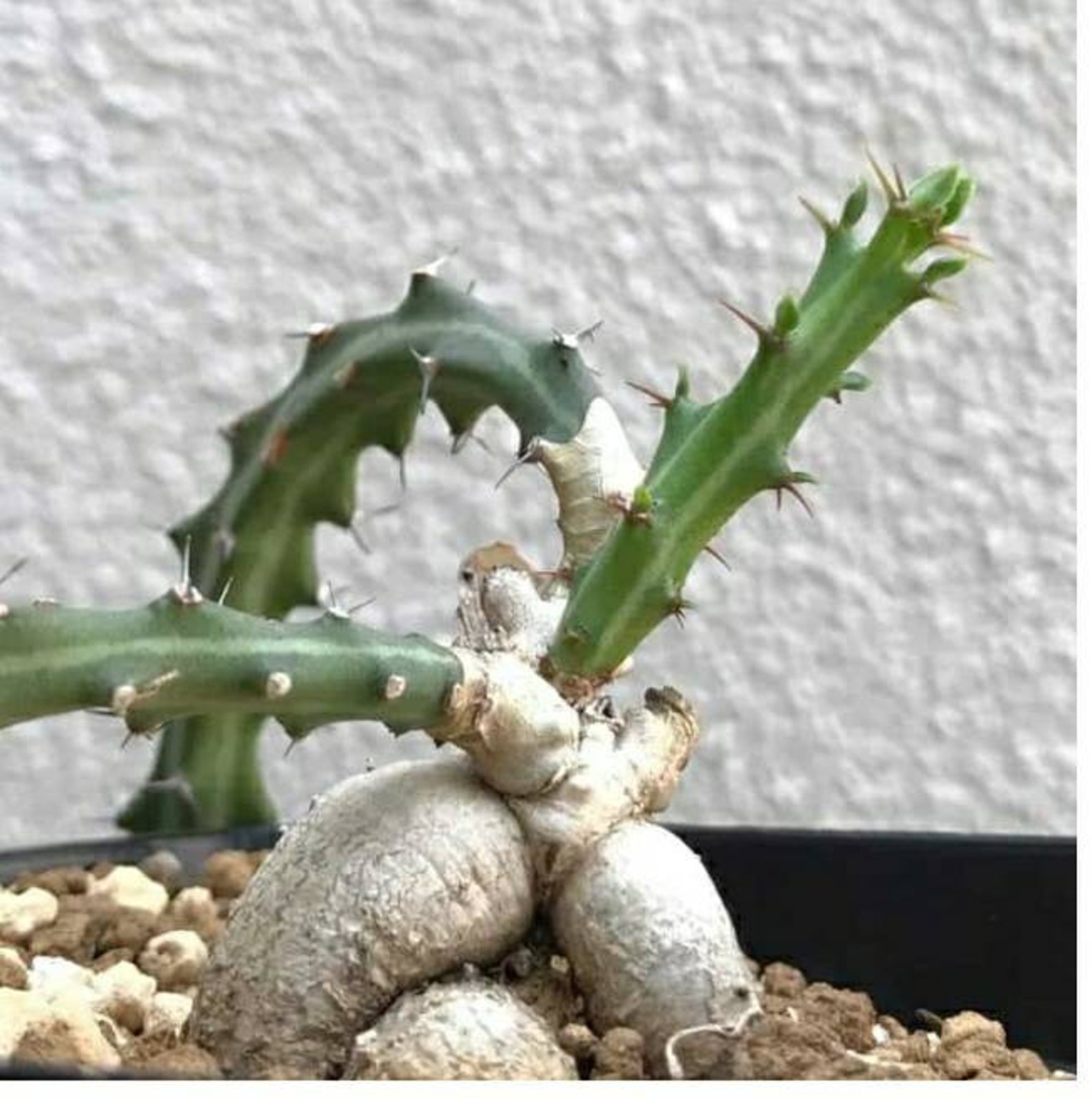 Euphorbia Knuthii Dwarf Spiny Succulent Shrublet. Roots - Etsy