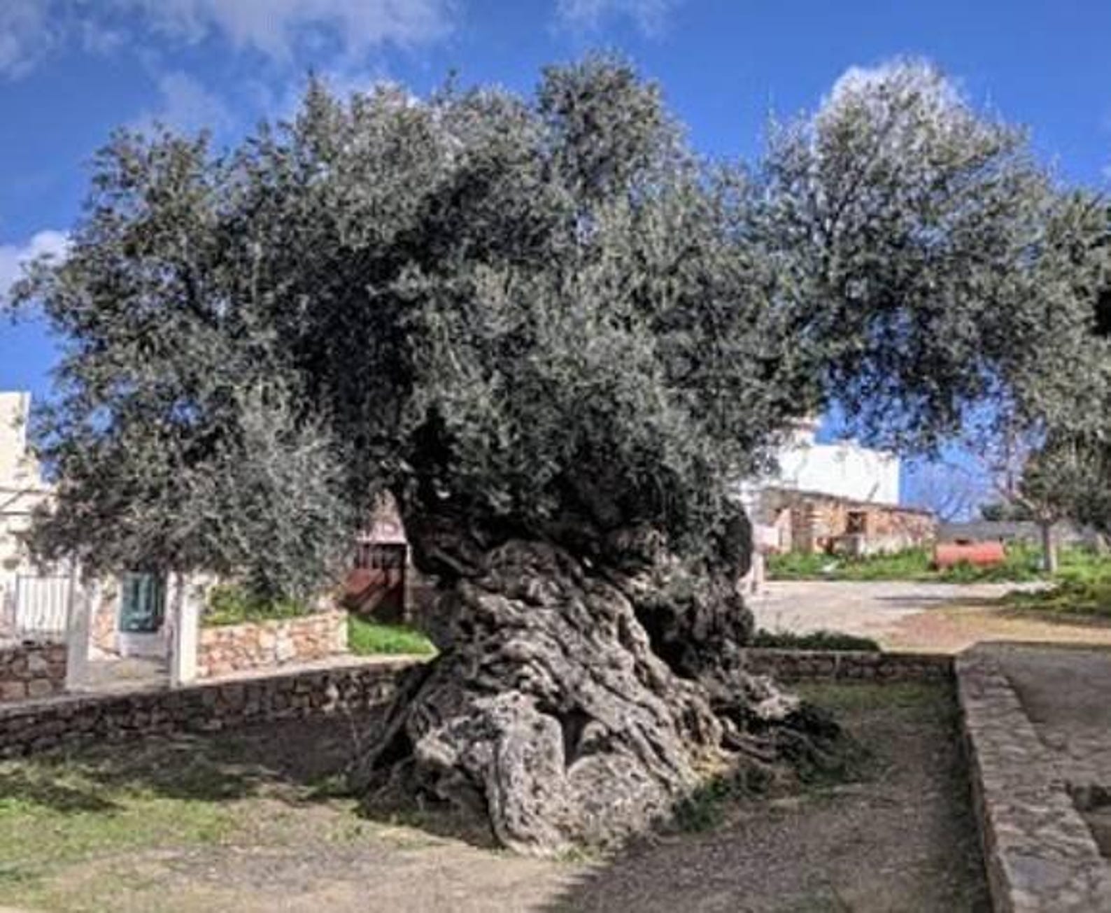 Olive Tree Live Plant; Long-stemmed Olive Branches for Wedding, Party ...