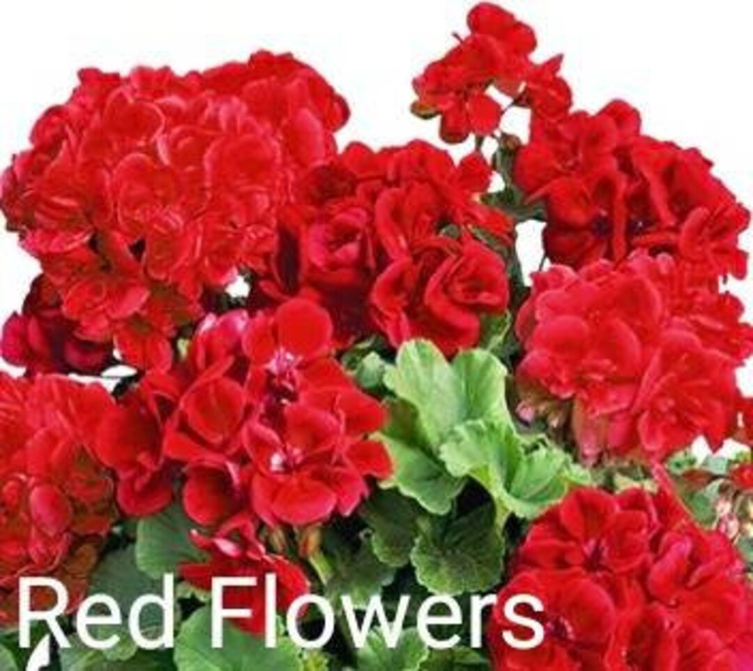 Pink|red|fuchsia Geraniums, Pelargoniums Plants|fragrant Houseplant ...