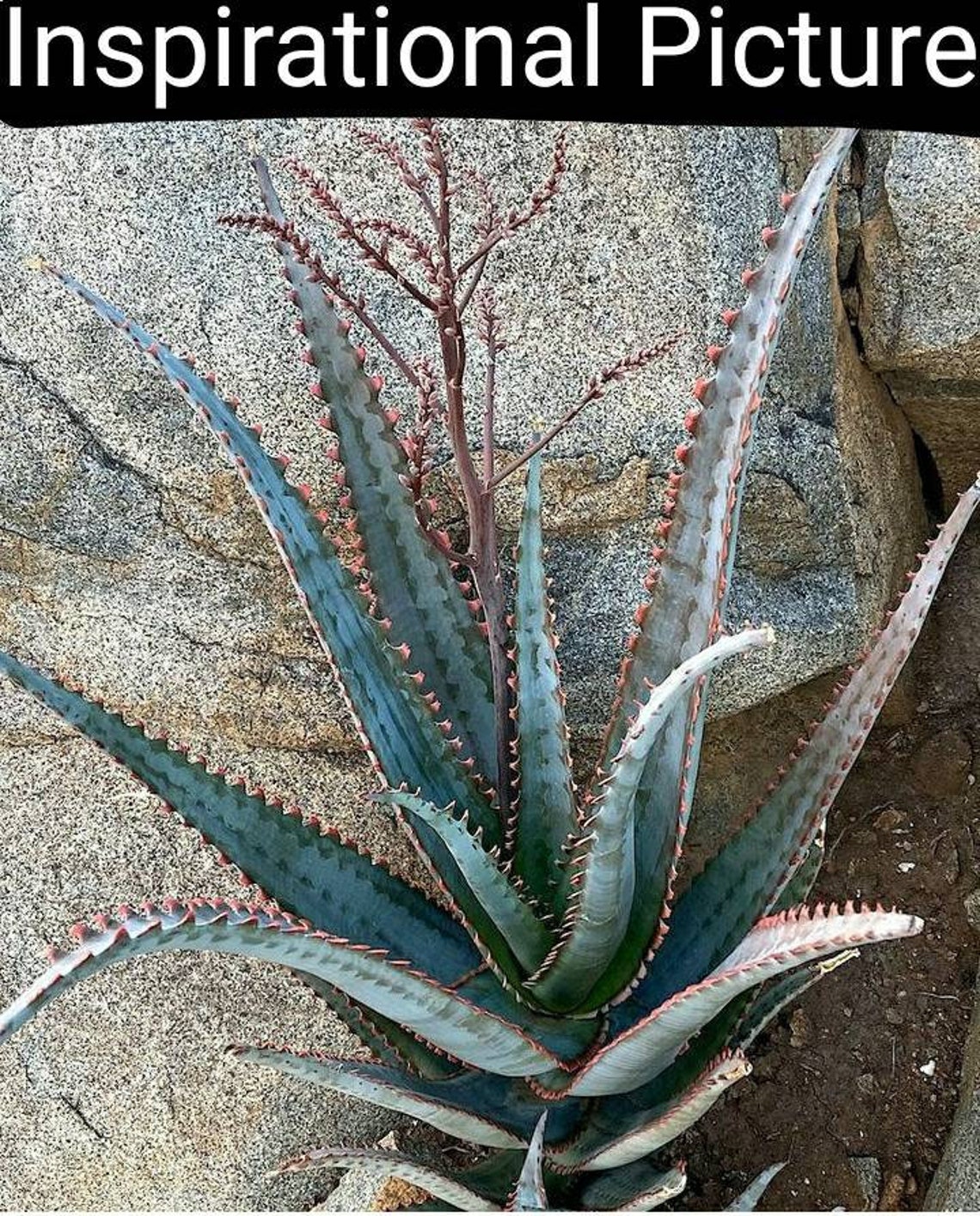 Aloe Divaricata Diablo “mr. Toothy” Aloe, Brilliant Red Teeth at the ...