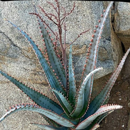 Aloe Divaricata Diablo mr. Toothy Aloe Brilliant Red Teeth - Etsy