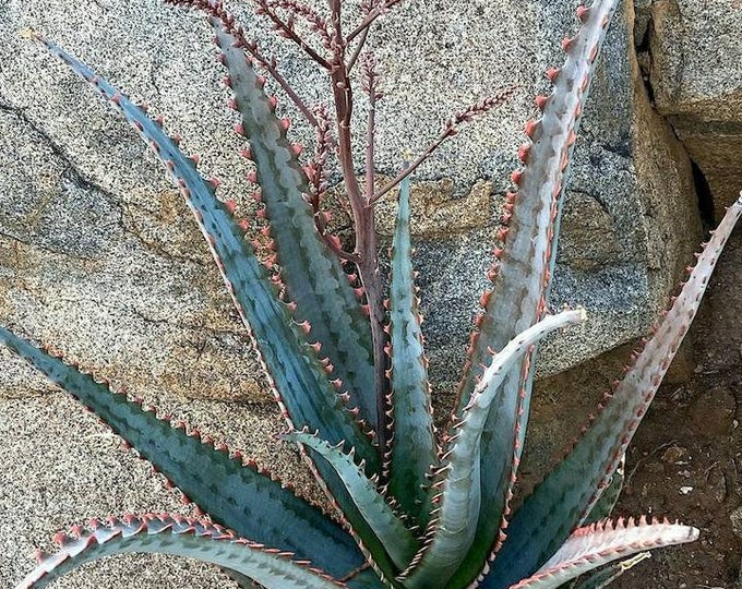Aloe Divaricata Diablo mr. Toothy Aloe, Brilliant Red Teeth at the ...