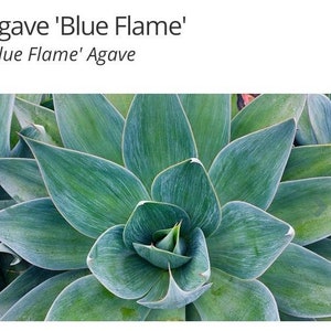 Soft Edged Agave, Blue Flame Agave Elegant, Blue-green Leaves, Water ...