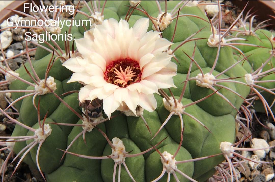 Gymnocalycium Saglionis, Giant Chin Cactus. Form Huge Balls With Large ...