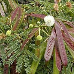 Guaje Beans, Leucaena Leucocephala, Lead Wood, River Tamarind, Uaxim ...