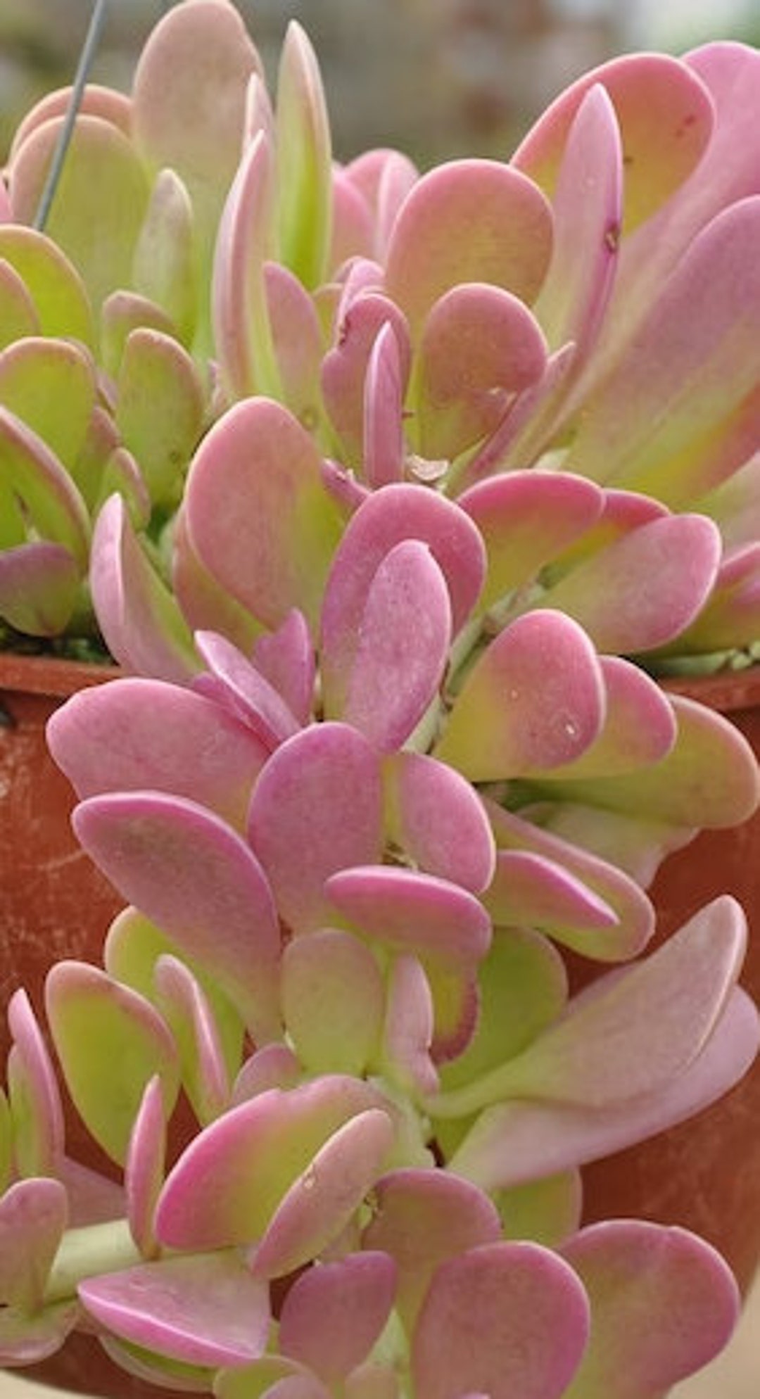 Senecio Jacobsenii Care