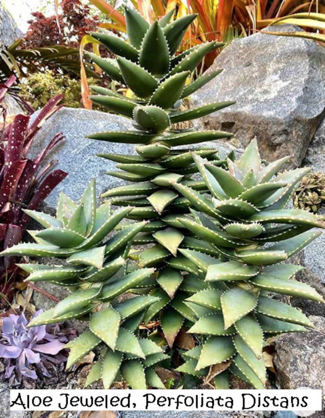 Unique Tree-like Jeweled Aloe, Golden Tooth, Perfoliata Distans ...