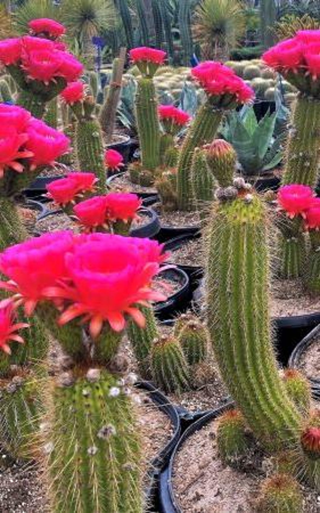 Trichocereus Western Red is an Absolutely Stunning Species. USDA Zone ...