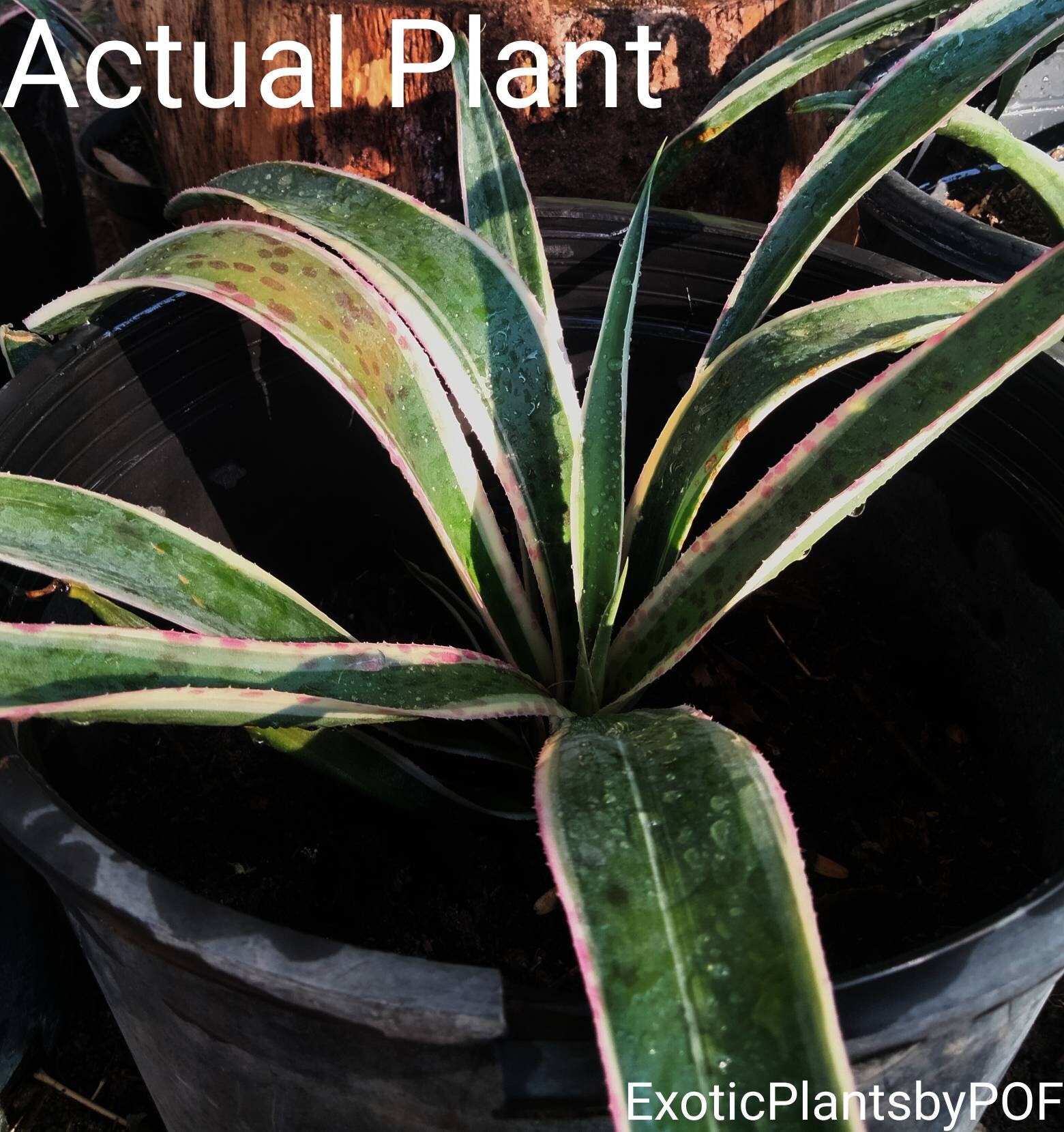 Rare Succulent 'snow Leopard' Mangave Variegated Spot - Etsy