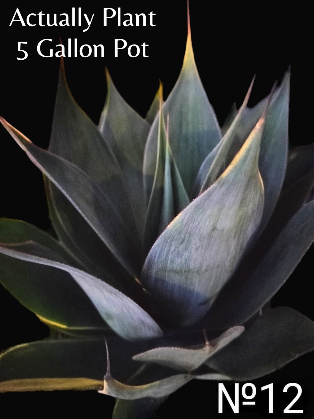 Soft Edged Agave, Blue Flame Agave Elegant, Blue-green Leaves, Water ...
