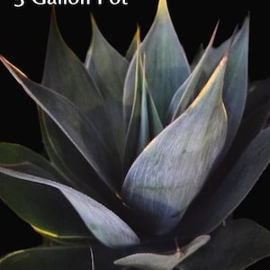 Soft Edged Agave, Blue Flame Agave Elegant, Blue-green Leaves, Water ...