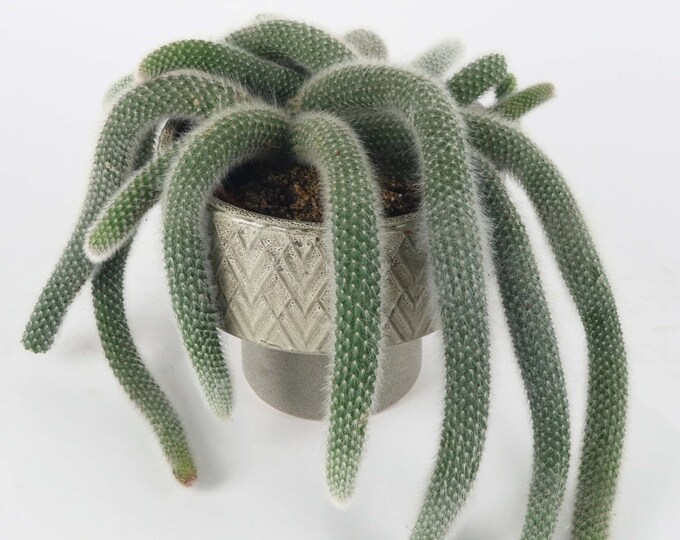 Monkey Tail Cactus Hildewintera Colademononis. Long Supple - Etsy