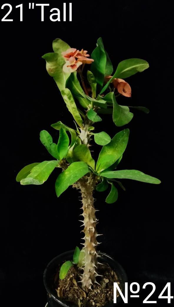 XL Crown of Thorns Christ Plant Christ Thorn Corona De - Etsy