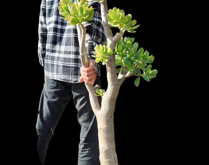 Exotic Jade, Crassula Ovata, Lucky Plant, Money Plant, Money Tree ...