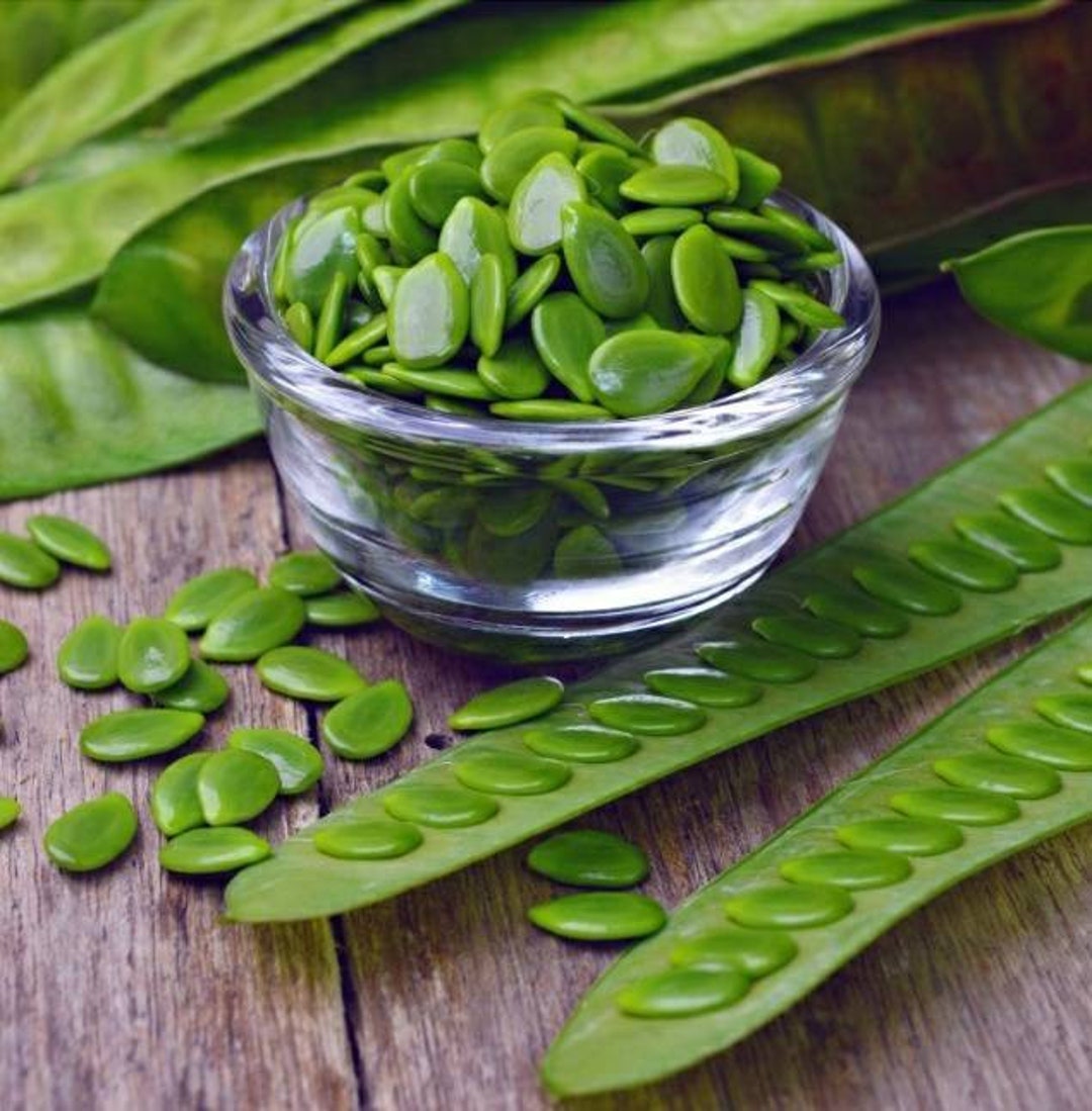 Guaje Beans, Leucaena Leucocephala, Lead Wood, River Tamarind, Uaxim ...