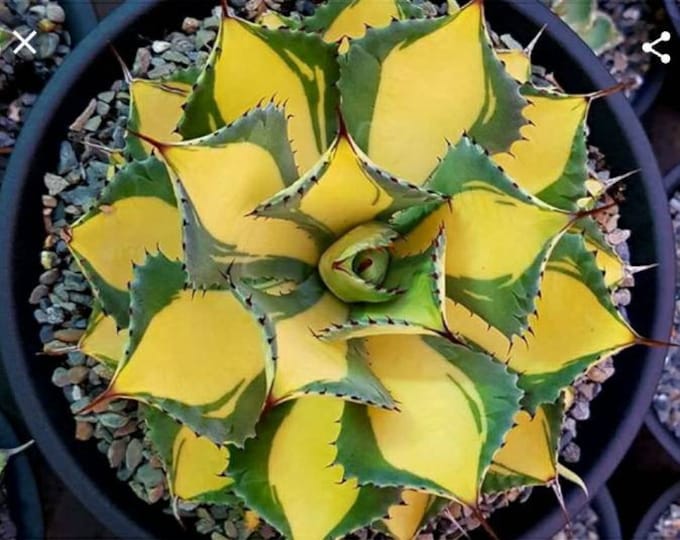 Agave Isthmensis ‘rum Runner’ Yellow Fleshy Leaves. USDA Zone of 9b to ...