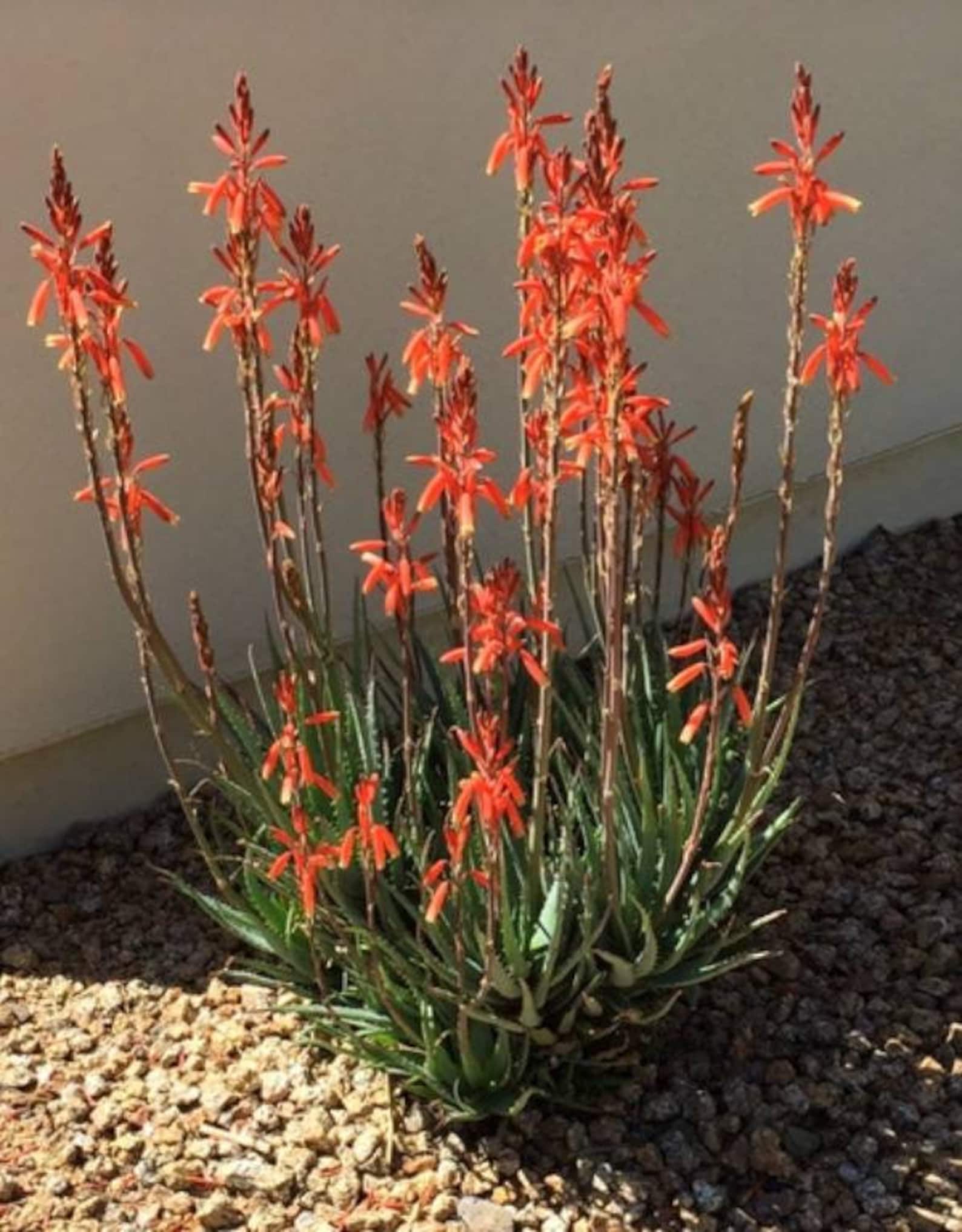 Blue Elf Aloe California Aloe Aloe Blue Boy Winter - Etsy