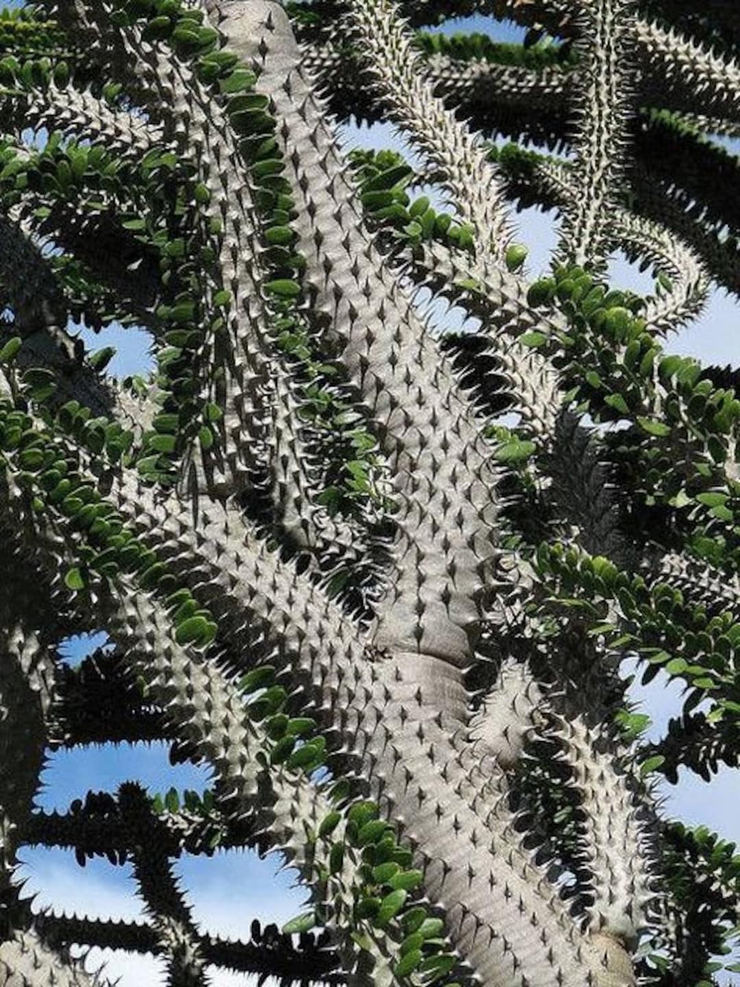 Alluaudia Procera, Madagascar Ocotillo, Unusual Spiny Succulent, Thick ...