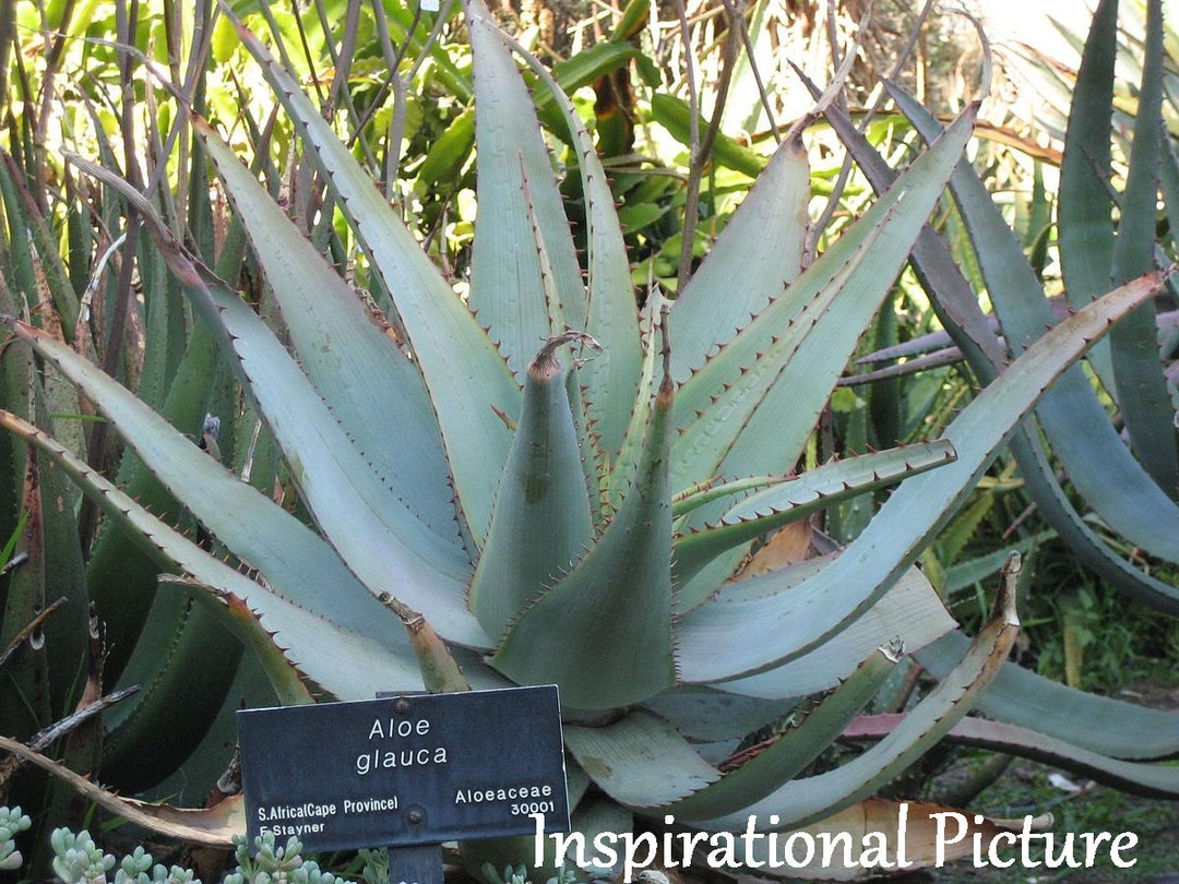 Aloe Glauca, Blue Aloe, Var. Elatior, Var. Humilior, Var. Spinosior ...