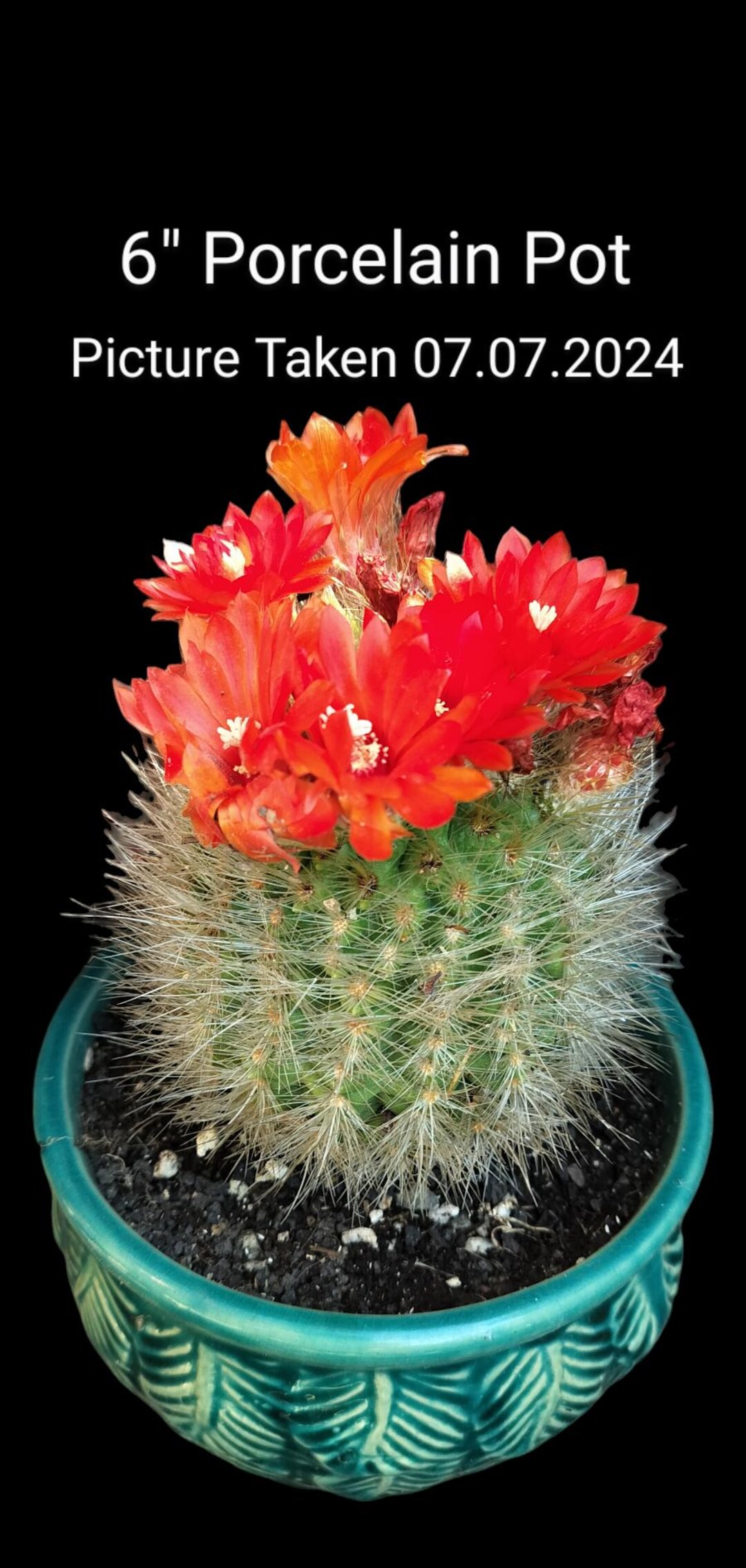 Little Brush Cactus in a Porcelain Pot, Parodia Penicillata, Large ...