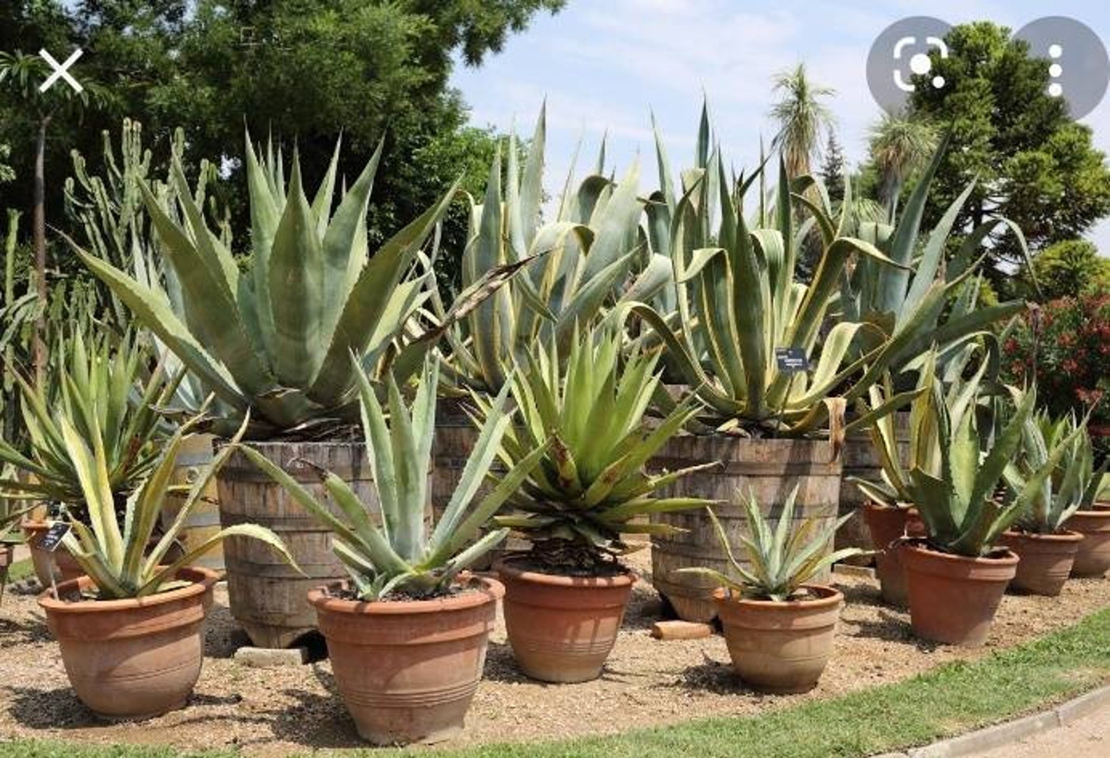 Zone 8 Plant, XL Agave Americana 'marginata' Variegated Century Plant ...