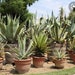 Zone 8 Plant, XL Agave Americana 'marginata' Variegated Century Plant ...