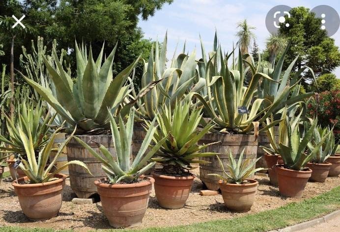 Zone 8 Plant, XL Agave Americana 'marginata' Variegated Century Plant ...