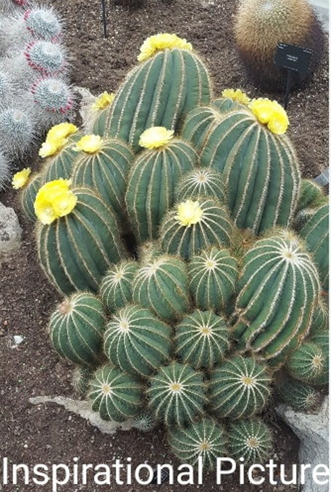 Balloon Cactus Magnificus Parodia Magnifica Cactus - Etsy