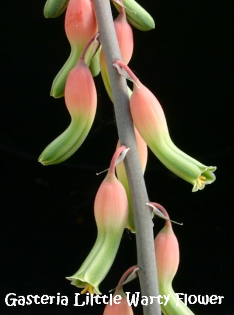 Gasteria 'little Warty' Speckled Leaf Dark and Light Green. an ...