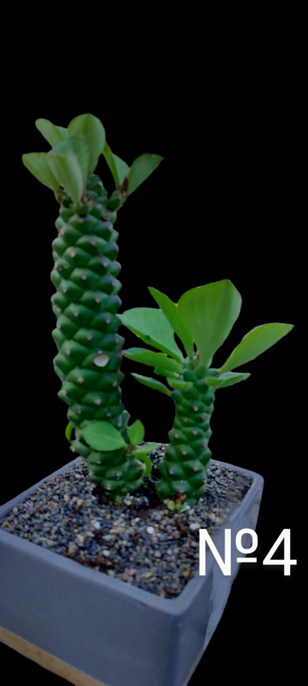 Euphorbia Ritchiei, Monadenium Ritchiei, Special Rare Unique Cacti ...
