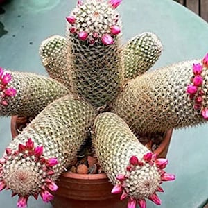 Thumb Cactus Mammillaria Matudae. USDA Zone 9. - Etsy