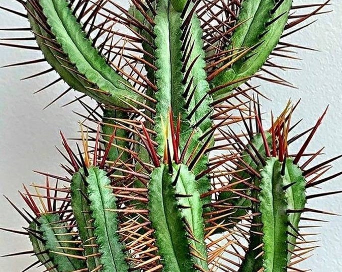 Euphorbia Enopla - Etsy