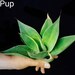 Soft Edged Agave, Blue Flame Agave Elegant, Blue-green Leaves, Water ...