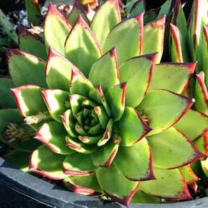 Echeveria Agavoides Lipstick, Red Edge . Glossy, Pointy, Lime Green ...