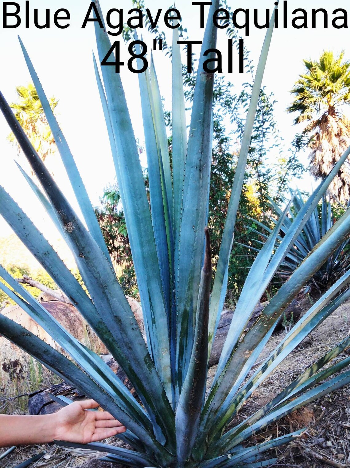 XL Agave Tequilana Blue Agave Tequilana Azul Webers Blue | Etsy