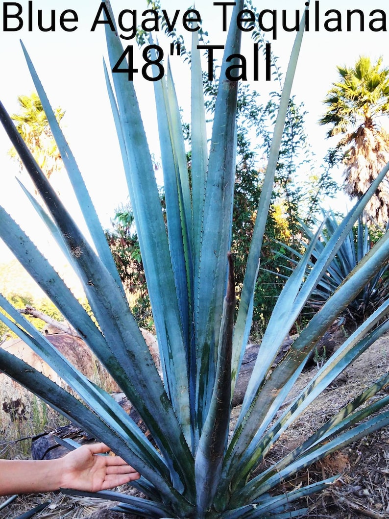 XL Agave Tequilana, Blue Agave, Tequilana Azul, Weber’s Blue Agave ...