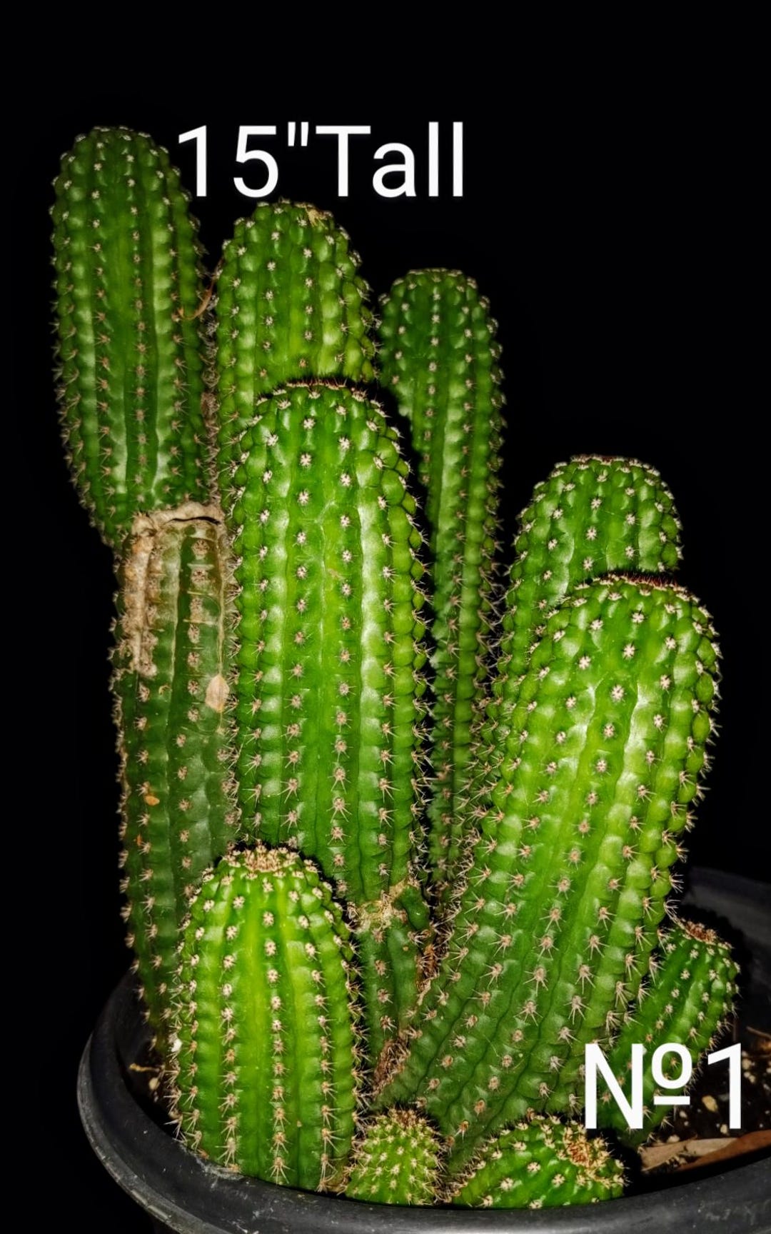 Rare Trichocereus Brevispinulosus, Indian Cob. Columnar Cacti Blooms ...