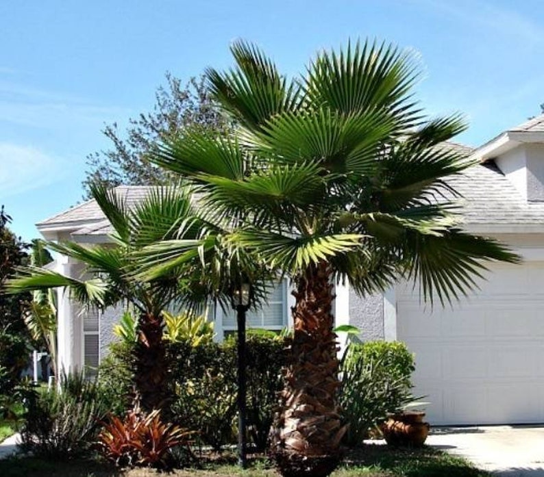 Washingtonia Robusta, Mexican Fan Palm, the Skyduster Palm, Fast ...
