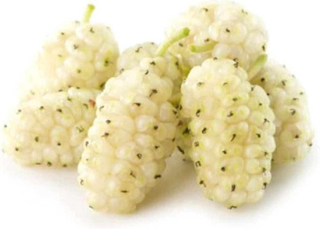 Morus Alba, White Mulberry, Common Mulberry, or Silkworm Mulberry ...