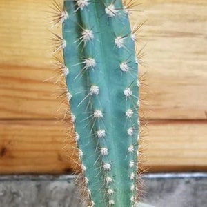 Neocardenasia Herzogiana Cactus. Baseball Bat Cactus. USDA Zone 10 - Etsy