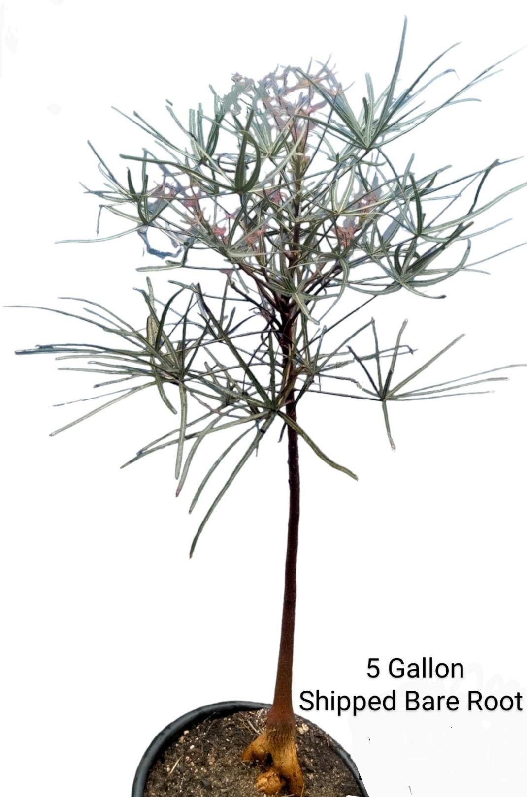 Australian Bottle Tree, Queensland Bottle Tree, Brachychiton Rupestris ...